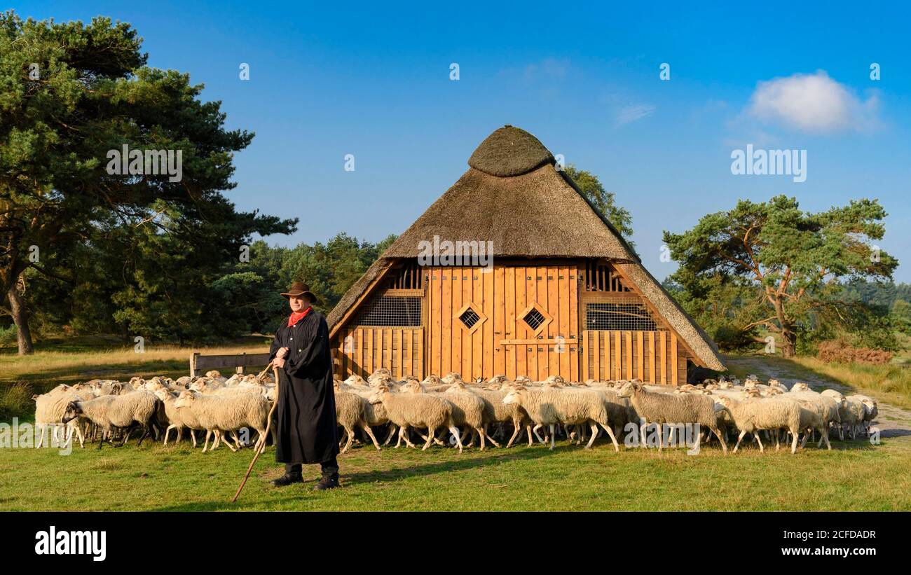 Shepherd with flock of sheep in front of sheep pen hi-res stock ...