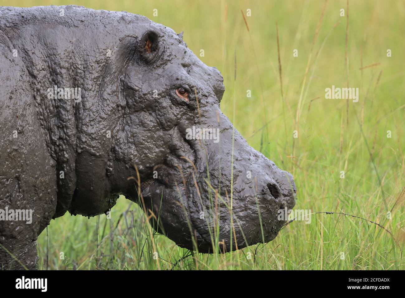 Hippo (Hippopotamus amphibius), animal portrait, Queen Elisabeth ...