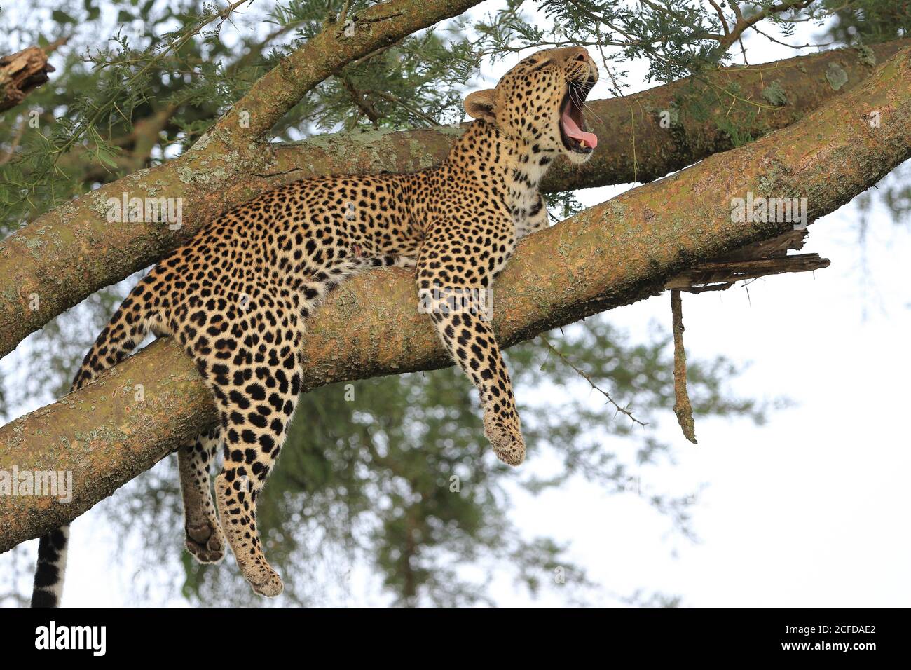 Leopard (Panthera pardus), female, lying in tree, yawning, Queen ...