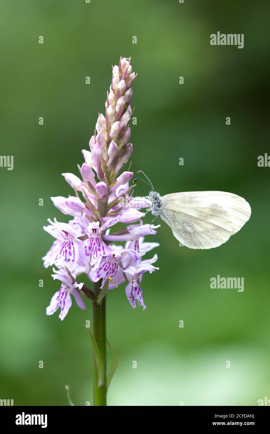 Wood White (Leptidea sinapis), Female sitting on flower, North Rhine ...