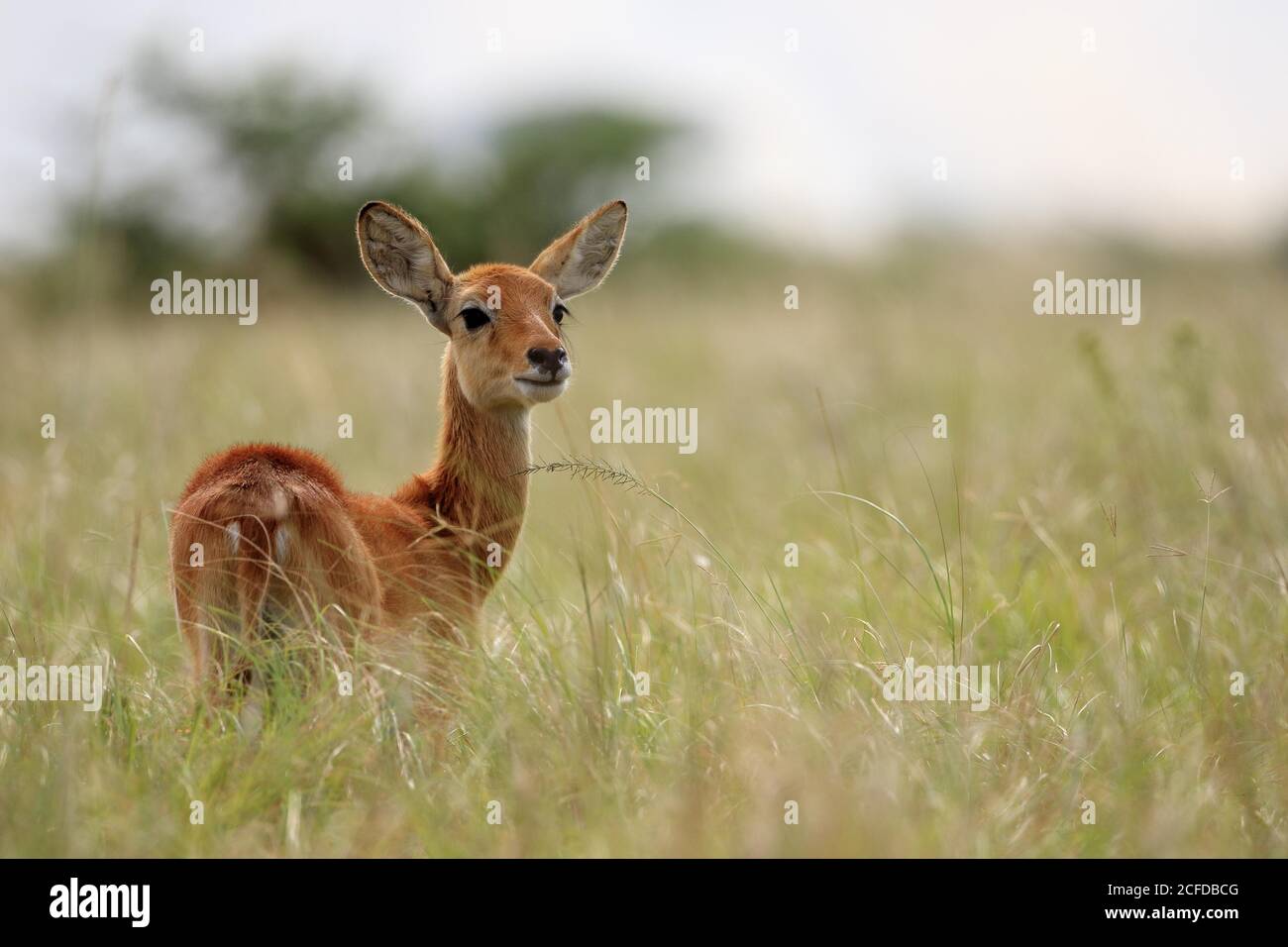 Waterbuck (Kobus), young animal, Queen Elizabeth National Park, Uganda ...