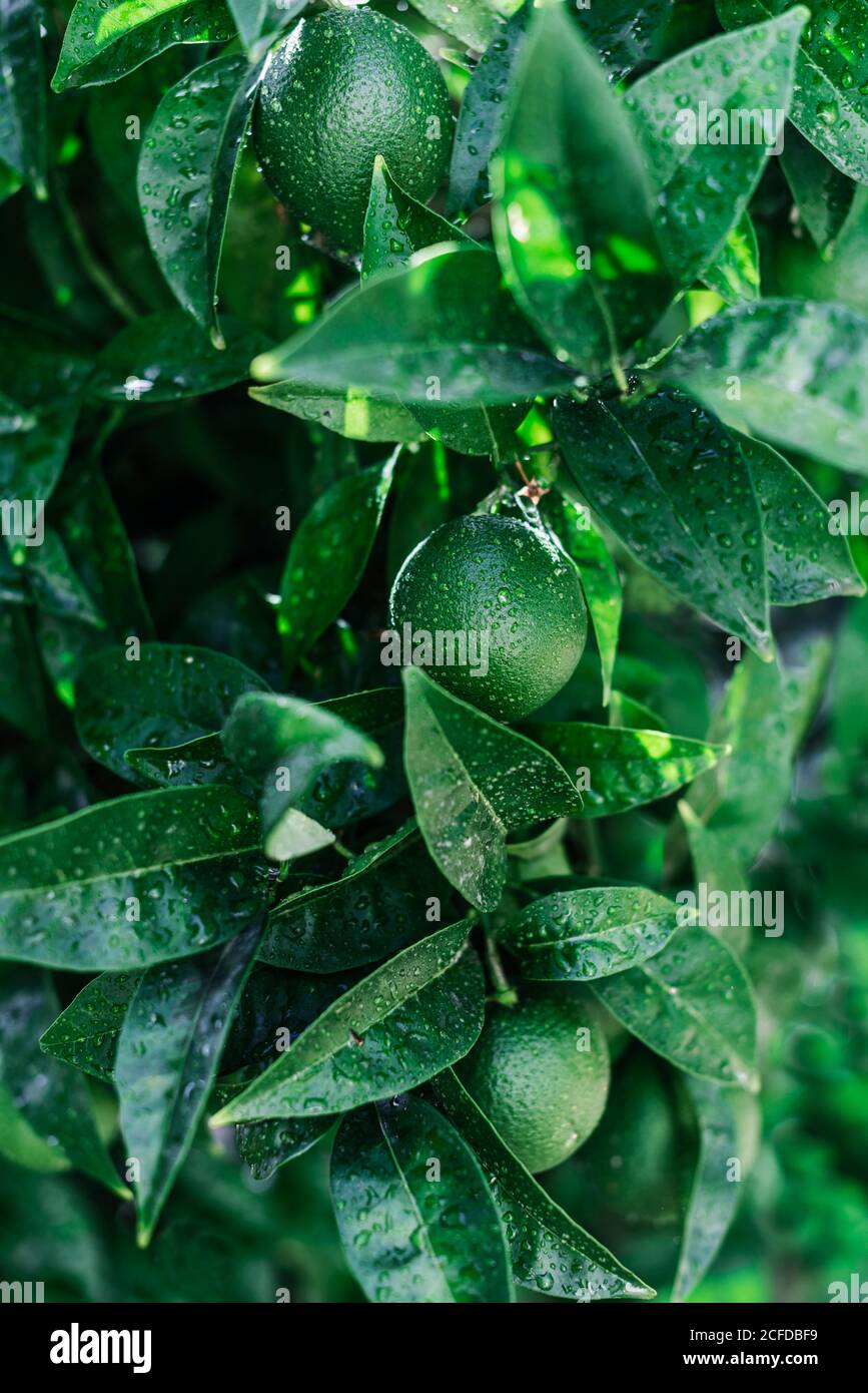 Unripe citrus fruit on branch Stock Photo - Alamy