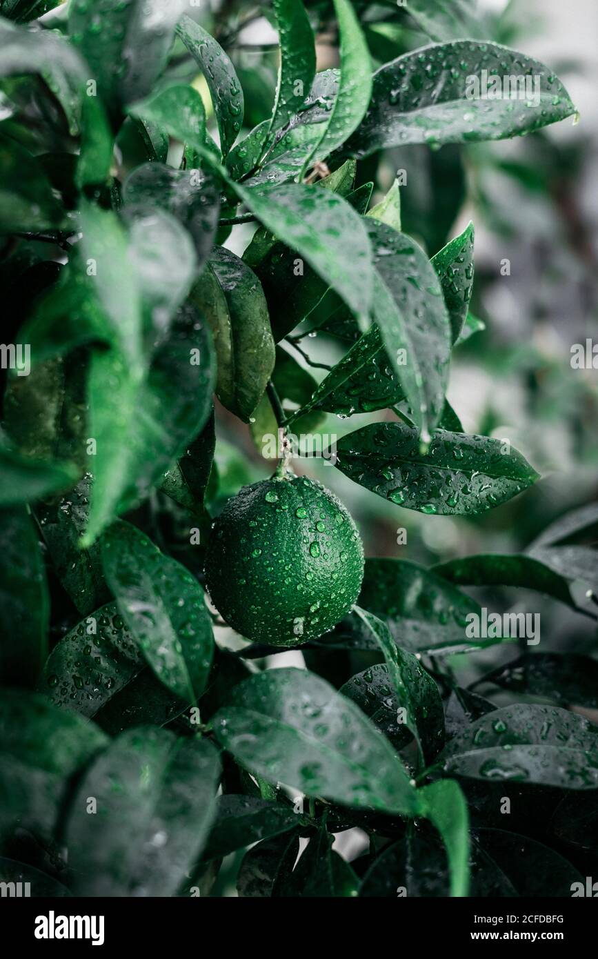 Unripe citrus fruit on branch Stock Photo - Alamy