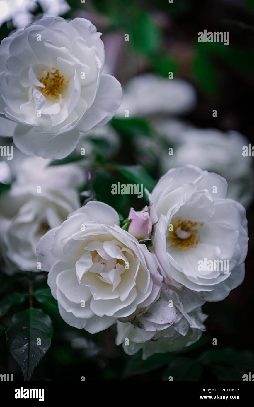 Close-up soft white roses Stock Photo - Alamy