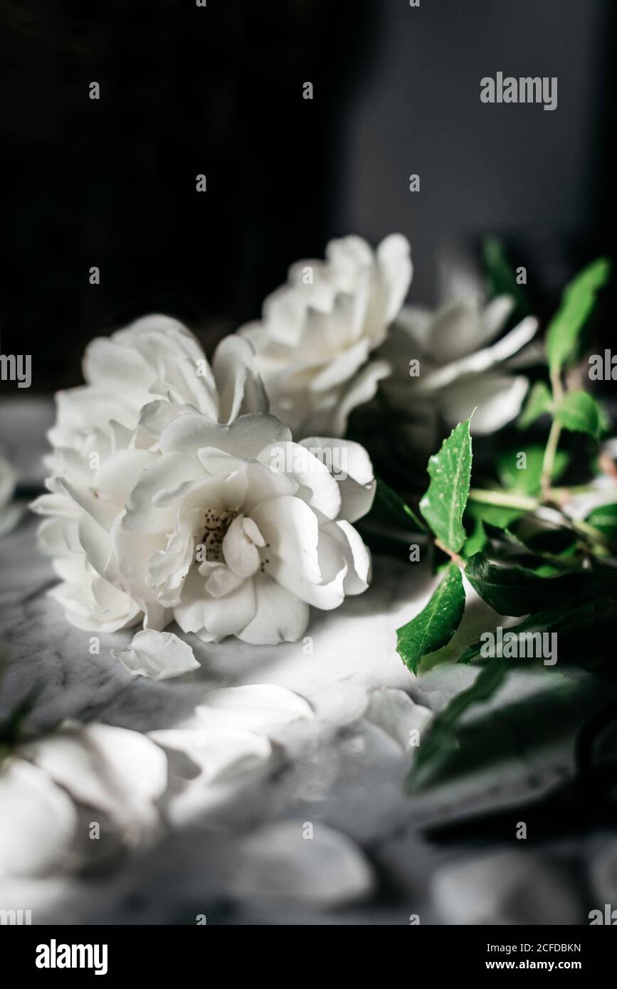 Close-up soft white roses Stock Photo - Alamy