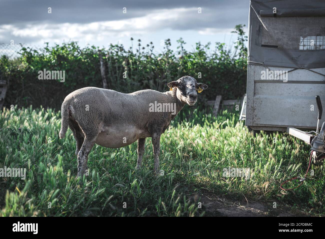 Herd Sheep Car High Resolution Stock Photography and Images - Alamy