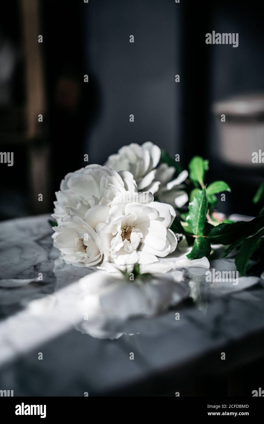 Close-up soft white roses Stock Photo - Alamy