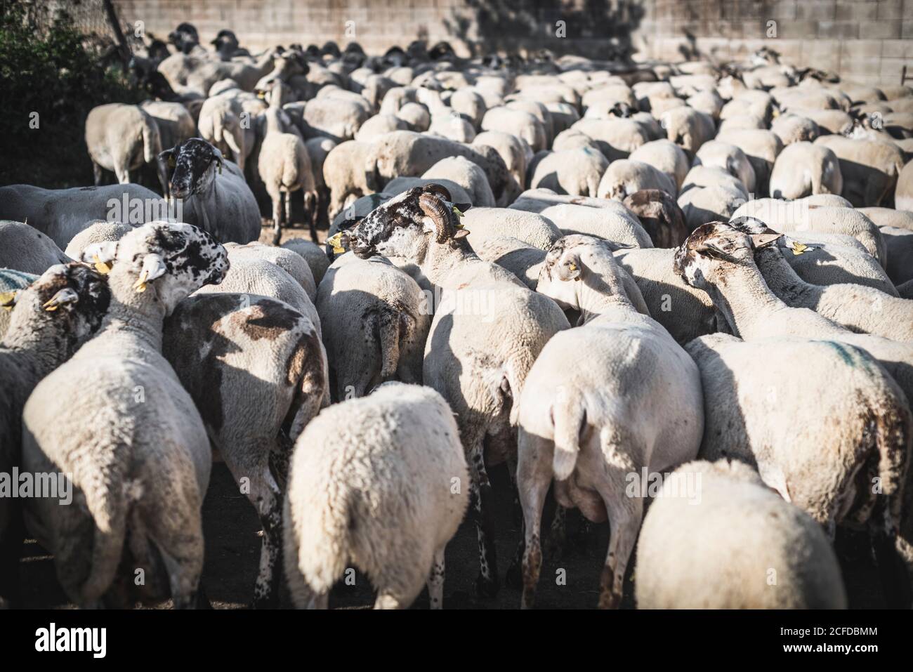 Gray sheep hi-res stock photography and images - Alamy