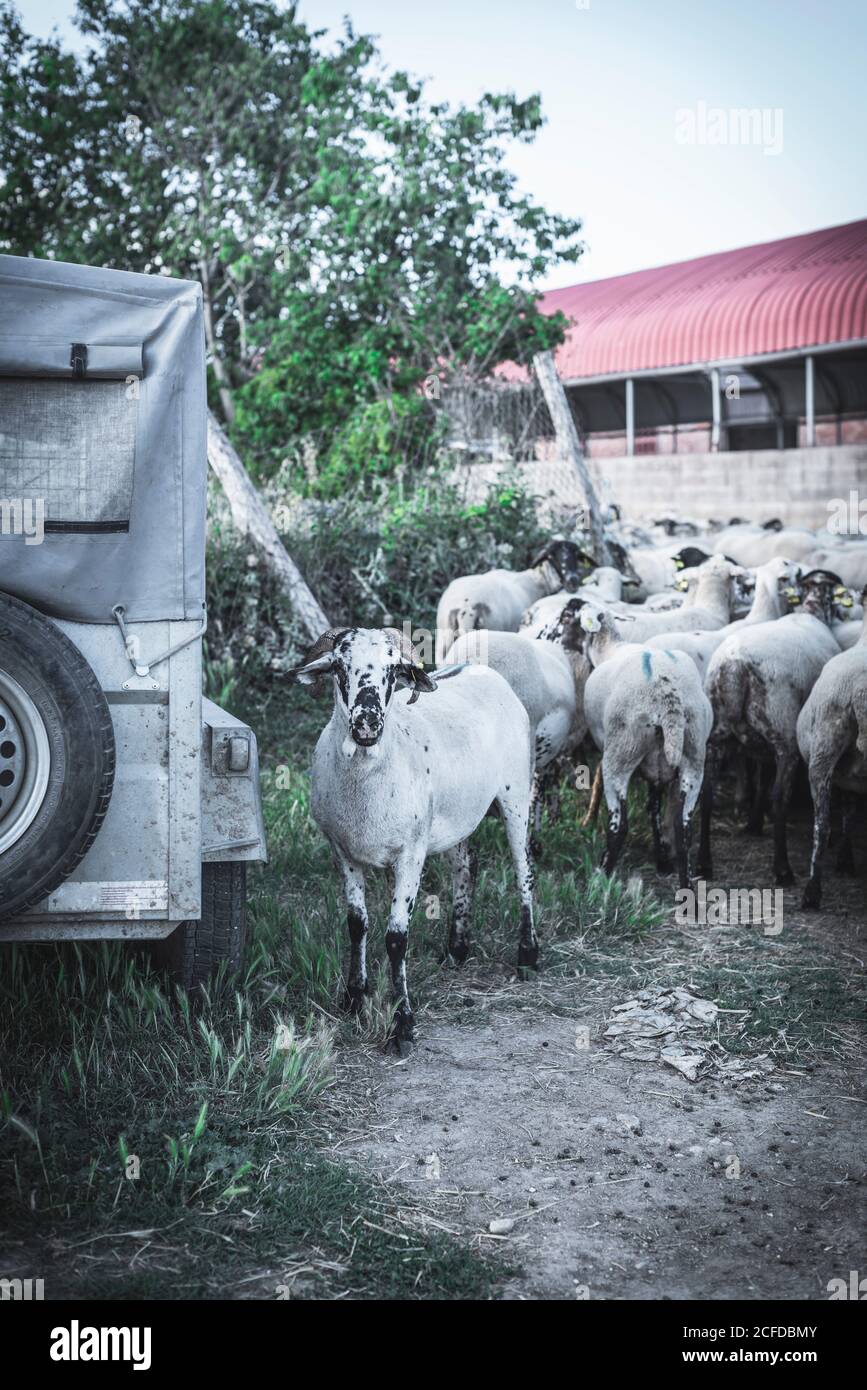 Herd Sheep Car High Resolution Stock Photography and Images - Alamy