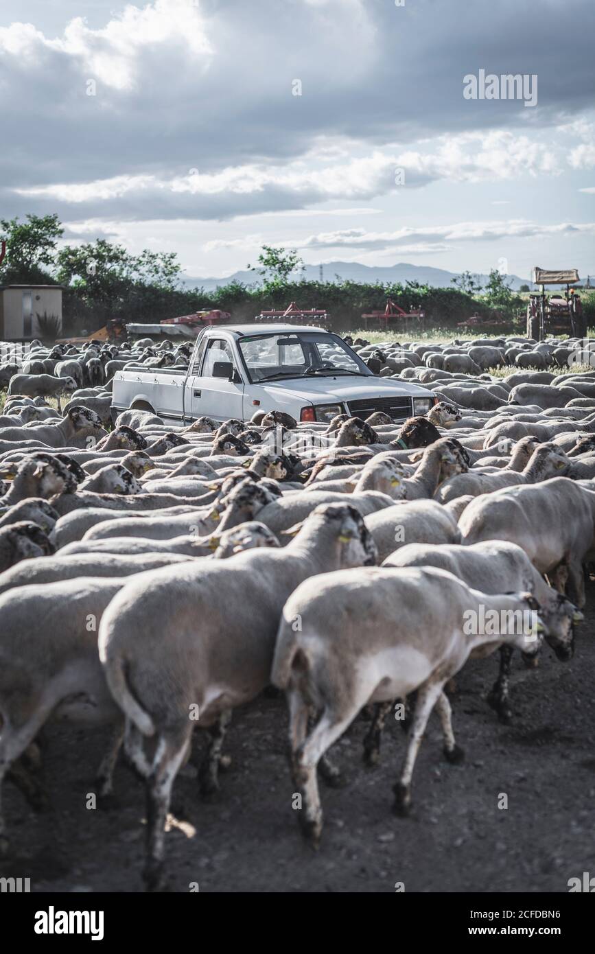 Herd Sheep Car High Resolution Stock Photography and Images - Alamy