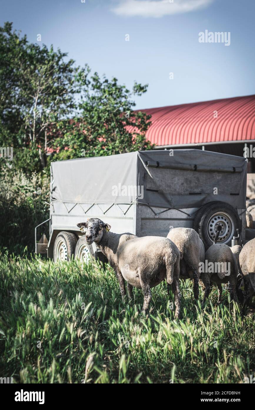 Herd Sheep Car High Resolution Stock Photography and Images - Alamy