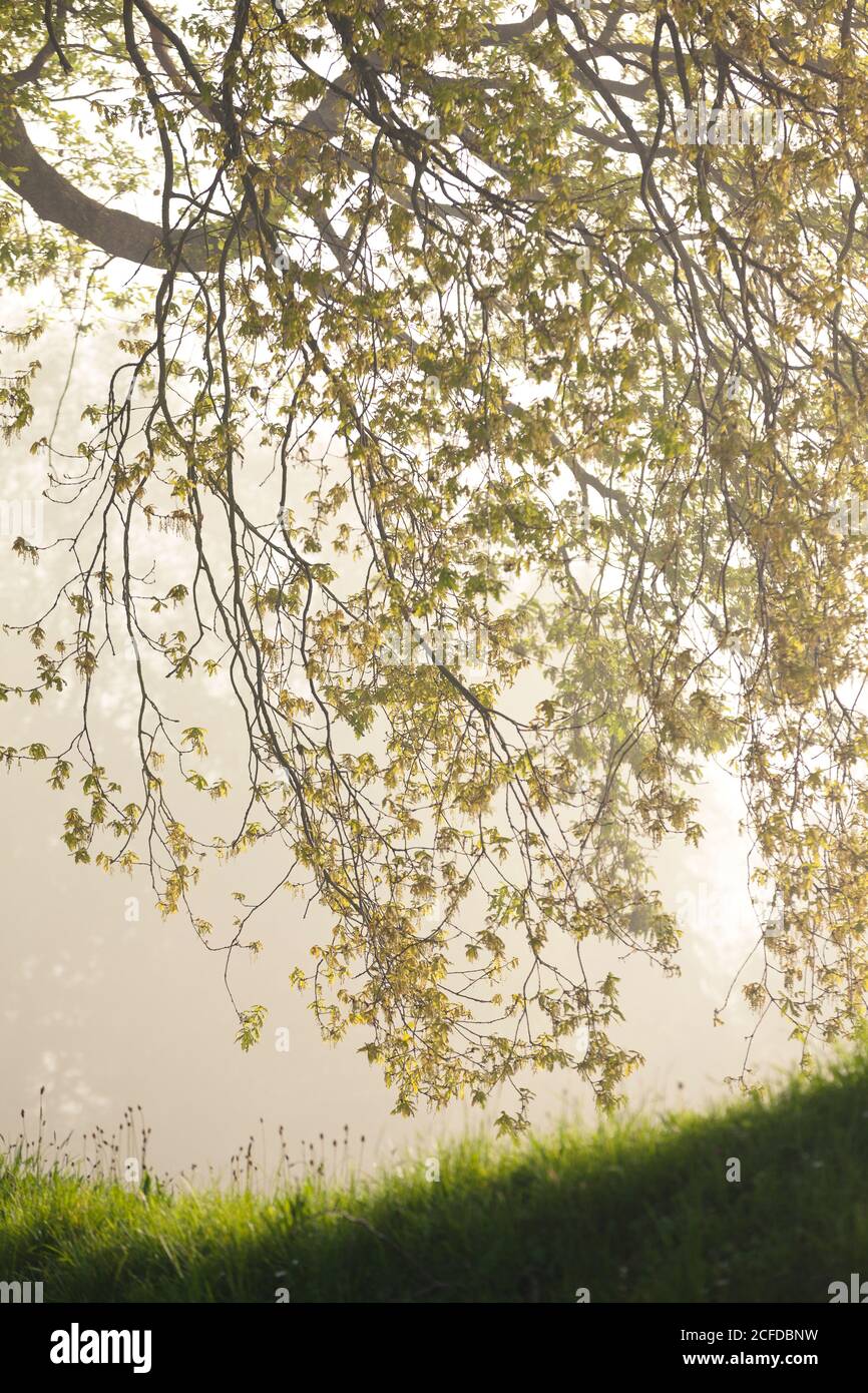 Old oak in mist hi-res stock photography and images - Alamy