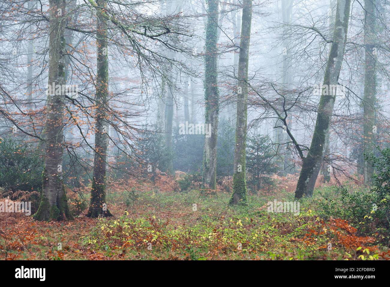 Cerisy forest normandy hi-res stock photography and images - Alamy