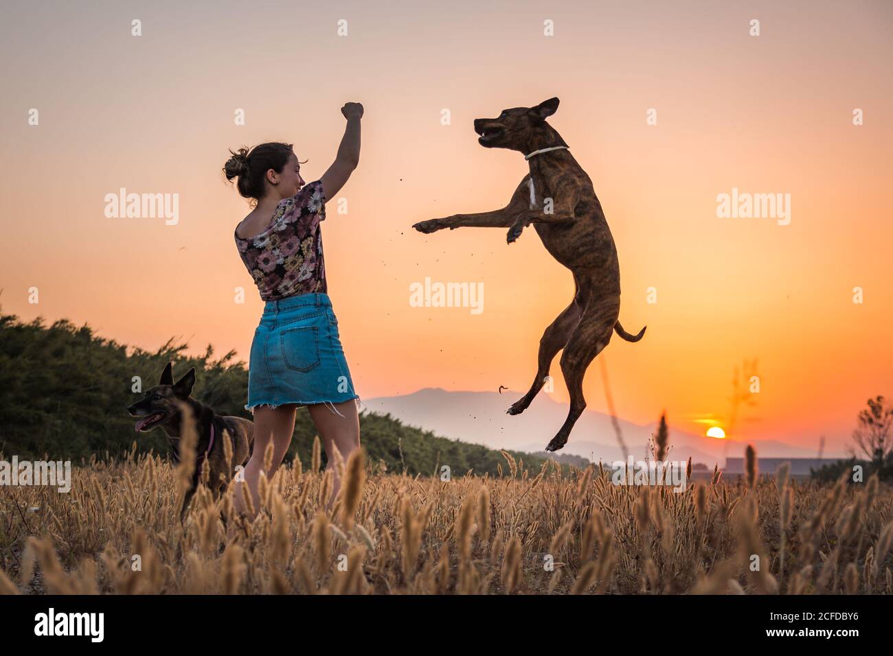 Big dog and woman hi-res stock photography and images - Alamy