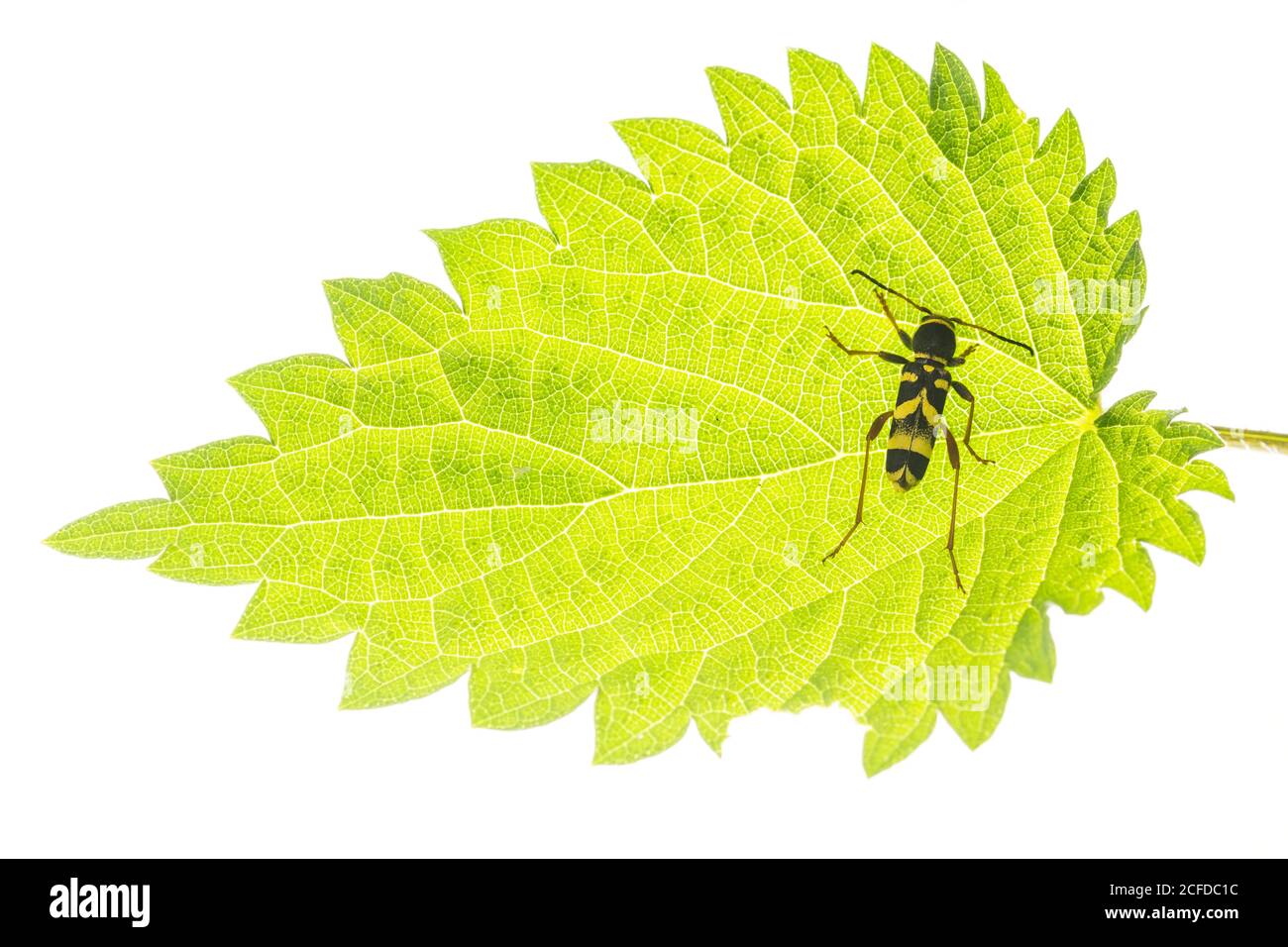 Longhorn beetle Leptura quadrifasciata Stock Photo - Alamy