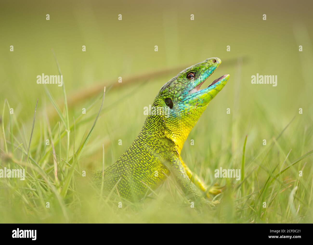 Lizard Reptile Mouth Open High Resolution Stock Photography and Images ...