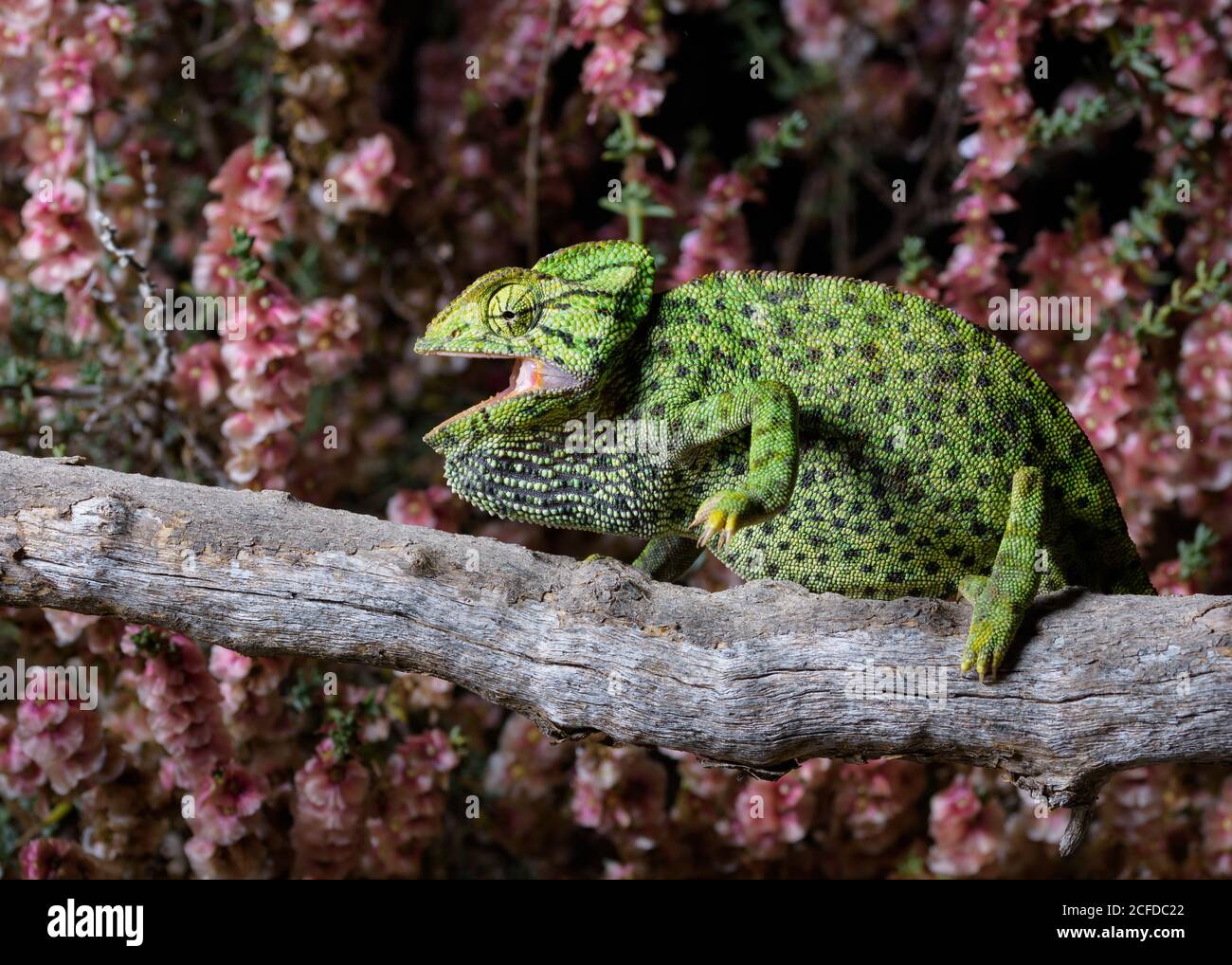 Side view of green spotted lizard resting on tree with beautiful pink ...