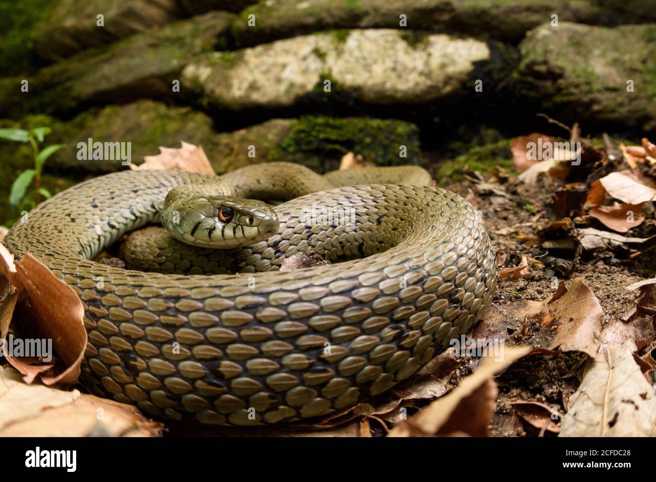 Python On Grass High Resolution Stock Photography and Images - Alamy