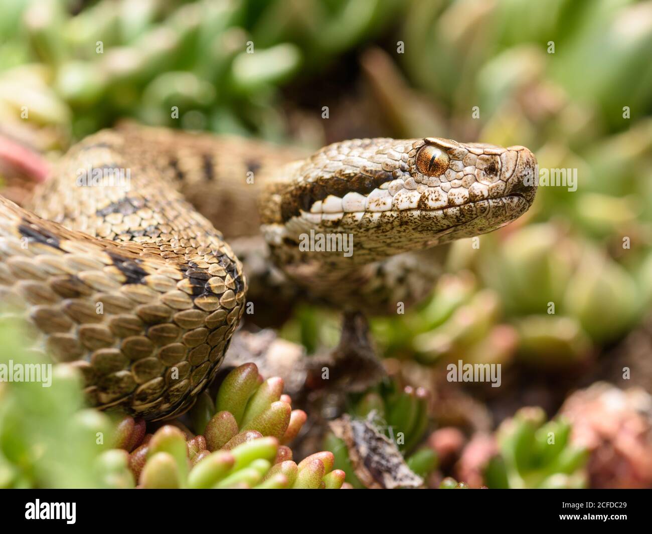 Python snake curled on ground Stock Photo - Alamy