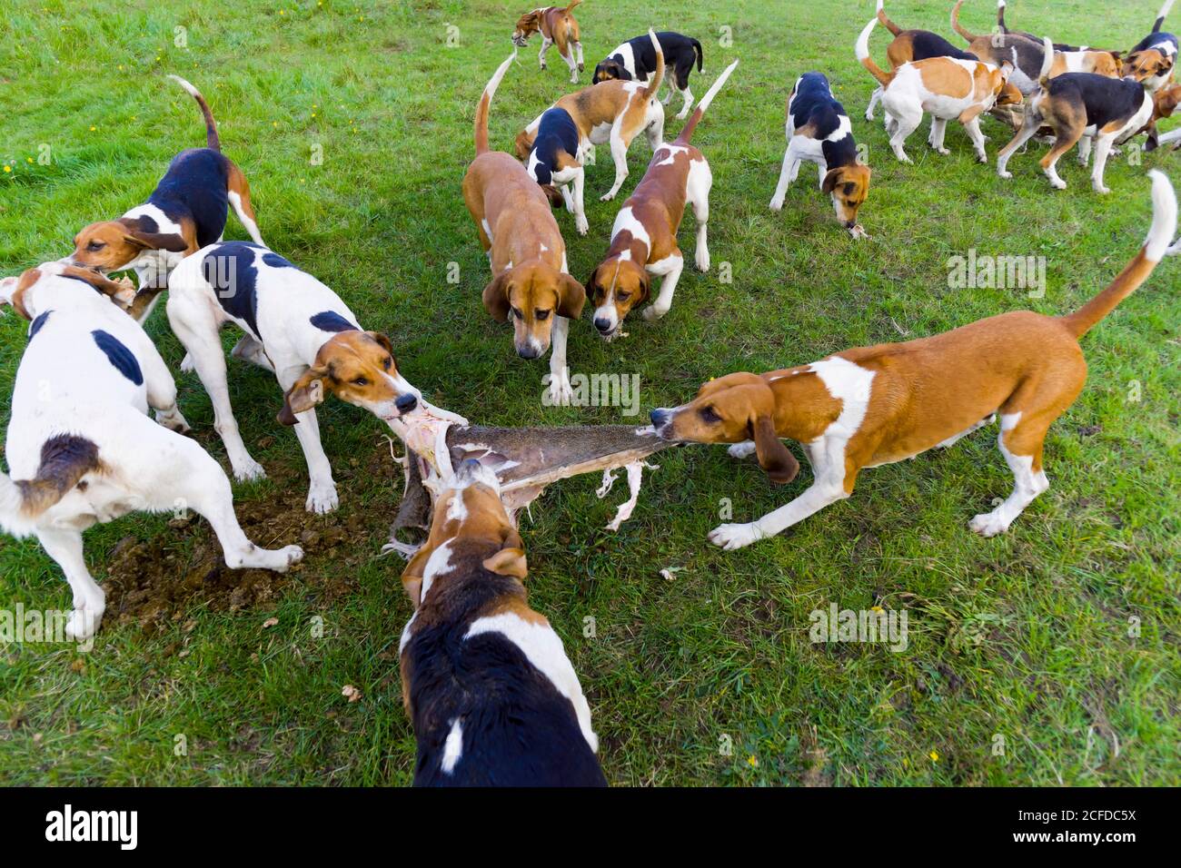 Rumen hi-res stock photography and images - Alamy