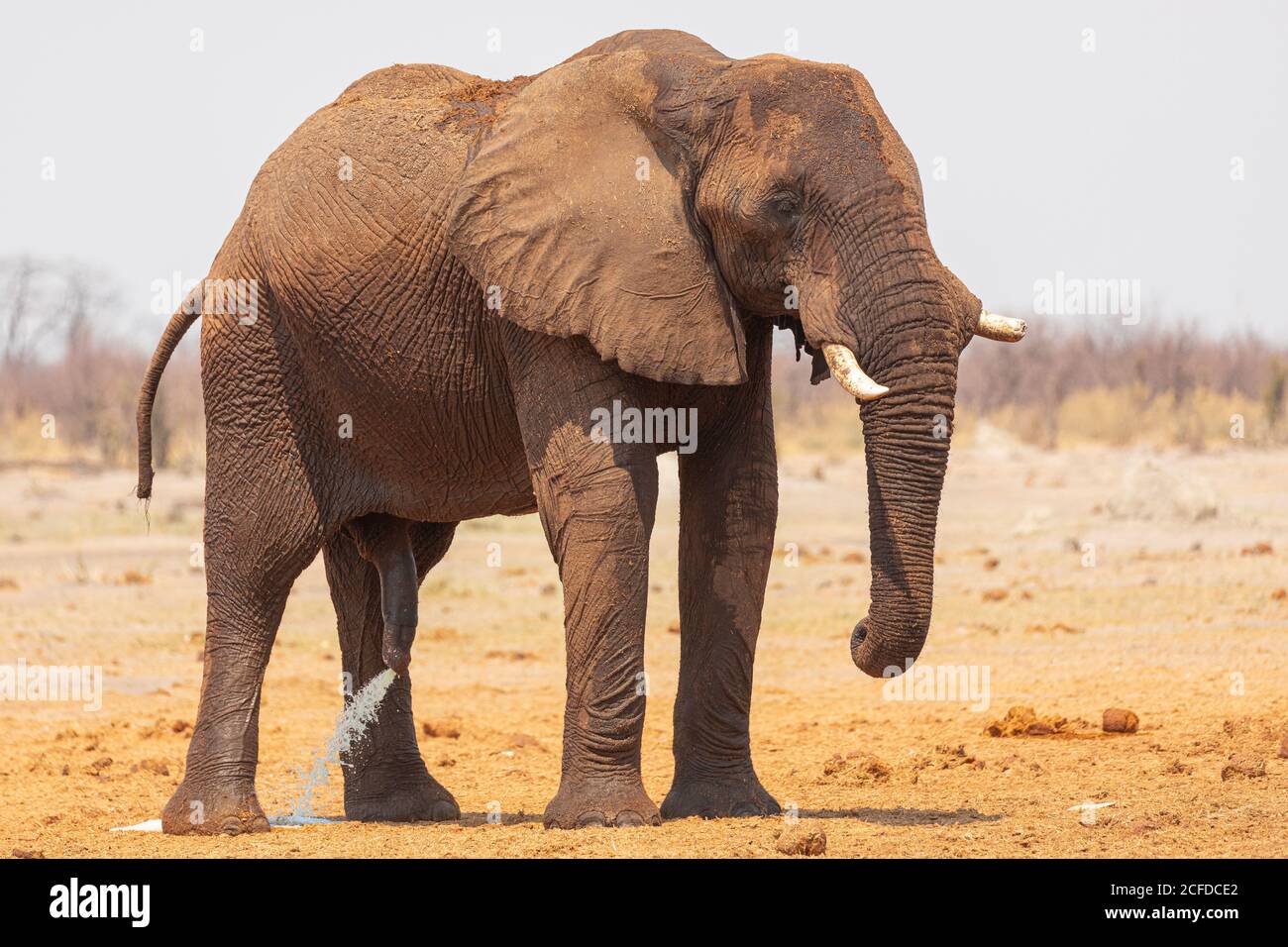 Side view of alone elephant on sandy ground near dry plants in Savuti ...