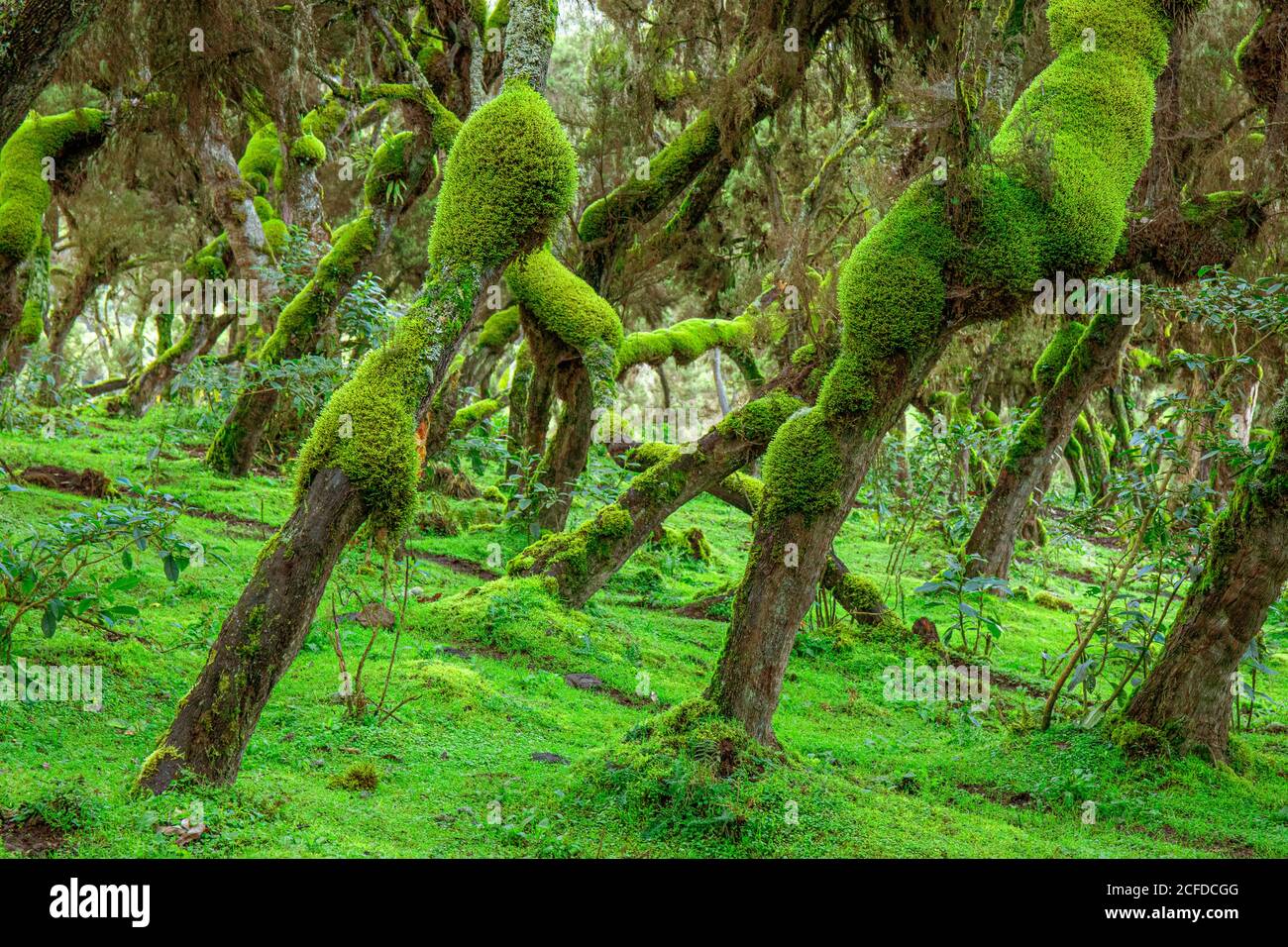 Picturesque landscape of forest with curved tree trunks covered with ...