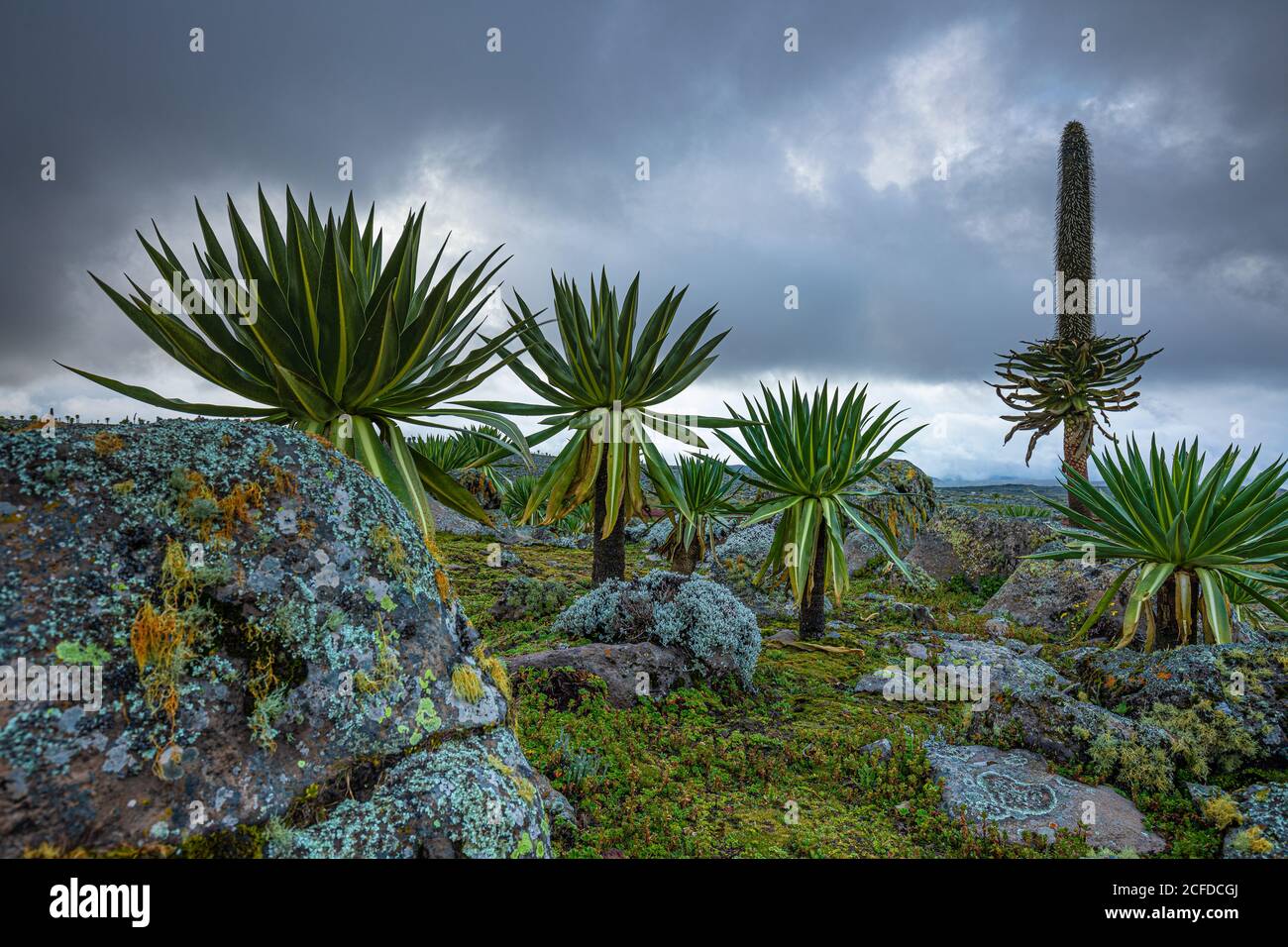 Giant lobelia trees with lush foliage growing on rocky terrain on ...