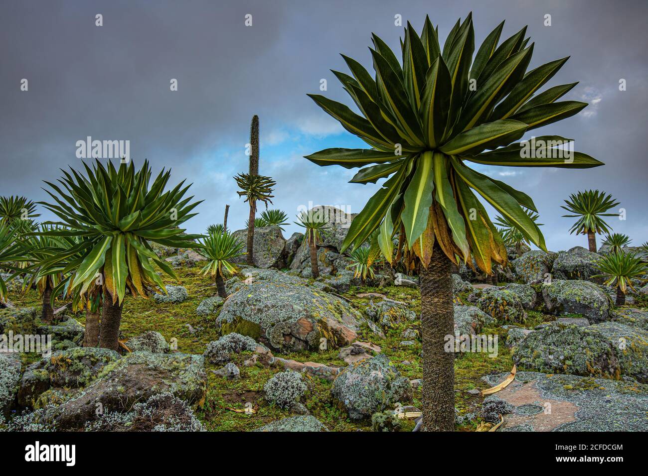 Giant lobelia trees with lush foliage growing on rocky terrain on ...