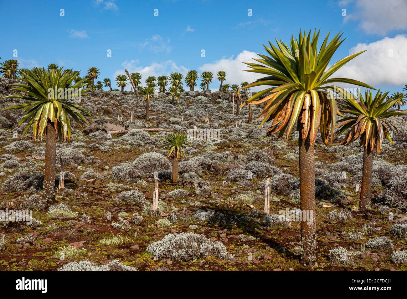 Giant lobelia trees with lush foliage growing on rocky terrain on ...