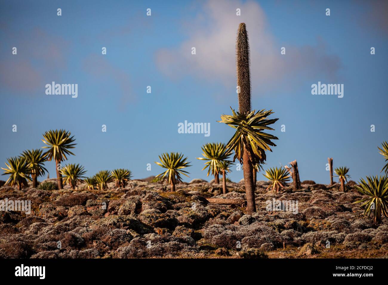 Giant lobelia trees with lush foliage growing on rocky terrain on ...