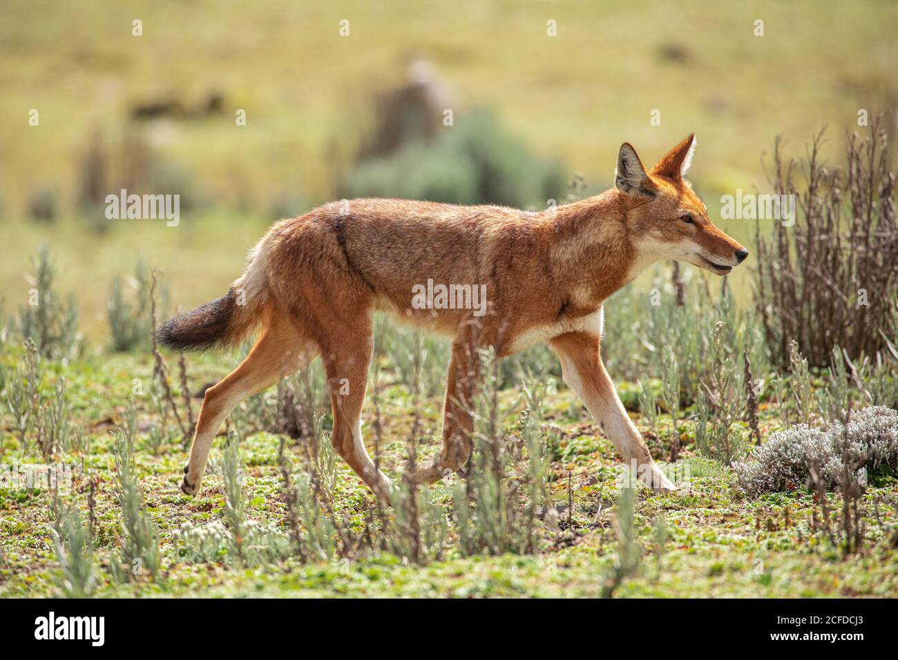 Side view of wild Simien jackal with red fur walking along savanna with ...