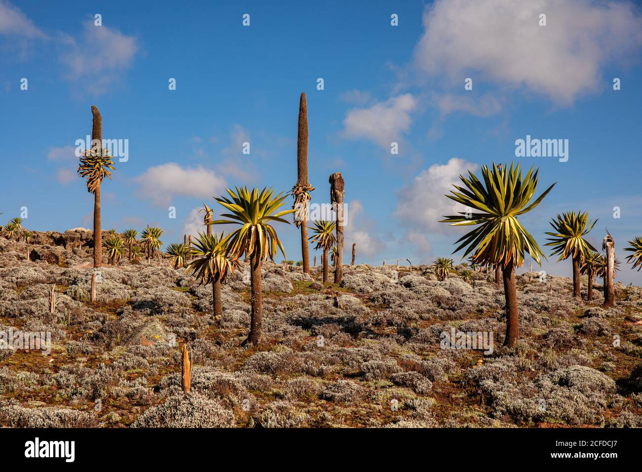 Giant lobelia trees with lush foliage growing on rocky terrain on ...
