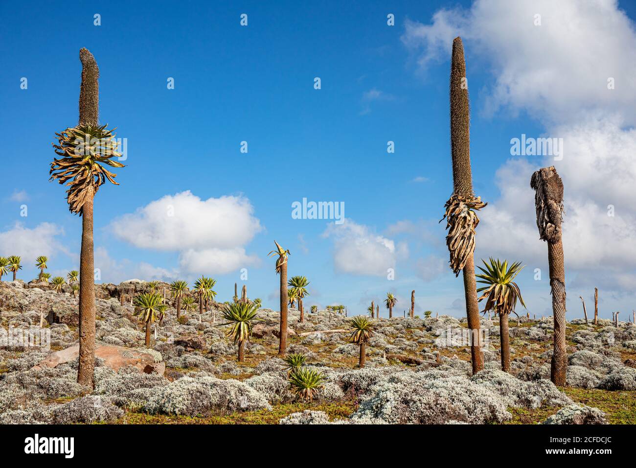 Giant lobelia trees with lush foliage growing on rocky terrain on ...