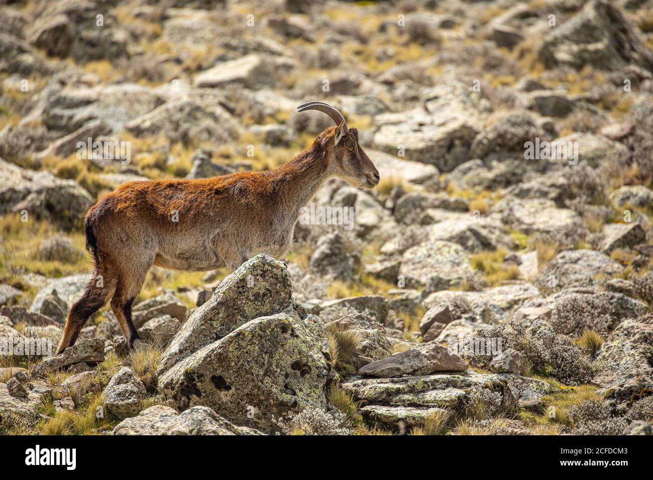 Side view of wild ibex with large horns pasturing in rough rocky ...