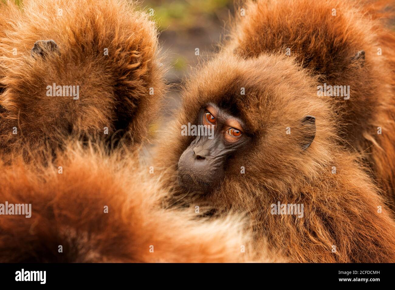 Fluffy muzzles of dense group of gelada baboons crowding in natural ...