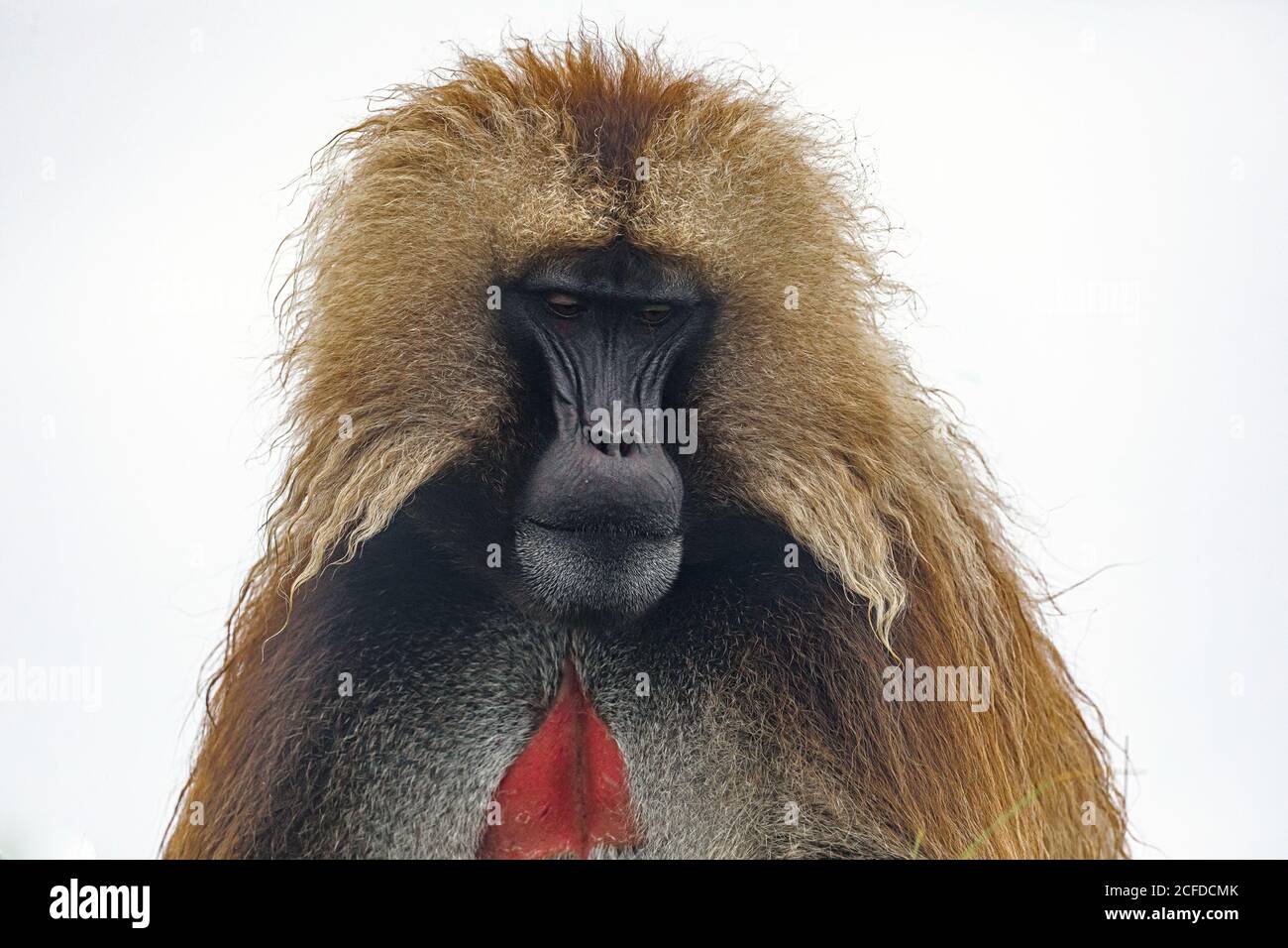 Gelada Baboon Face
