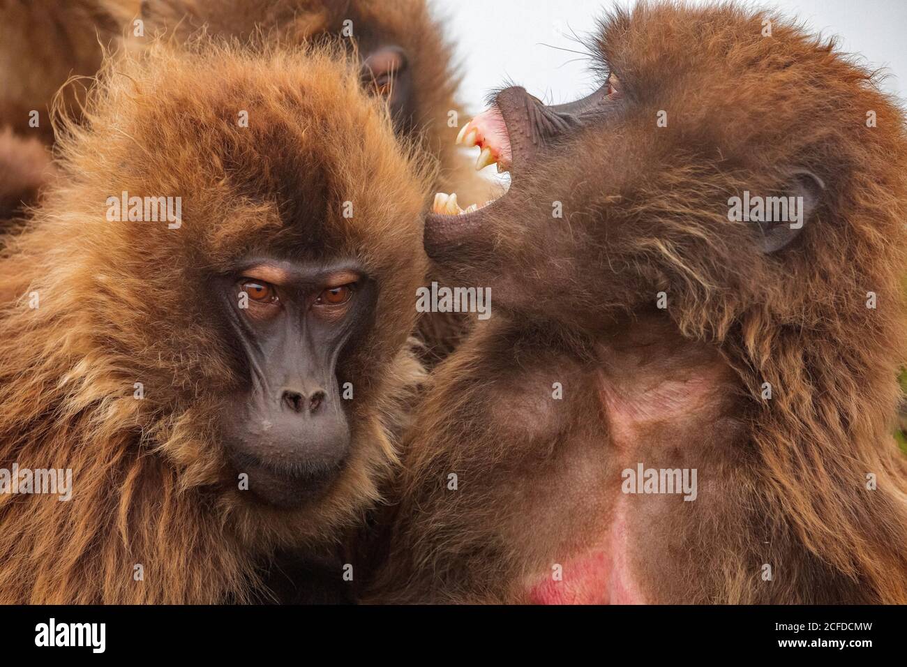 Fluffy muzzles of dense group of gelada baboons crowding in natural ...