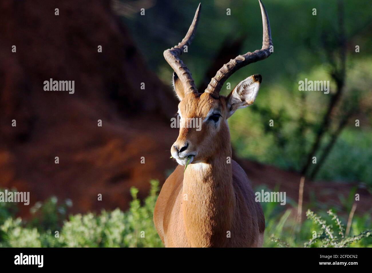 A lone wild male Impala (Aepyceros melampus) at Erindi Reserve, Erongo ...