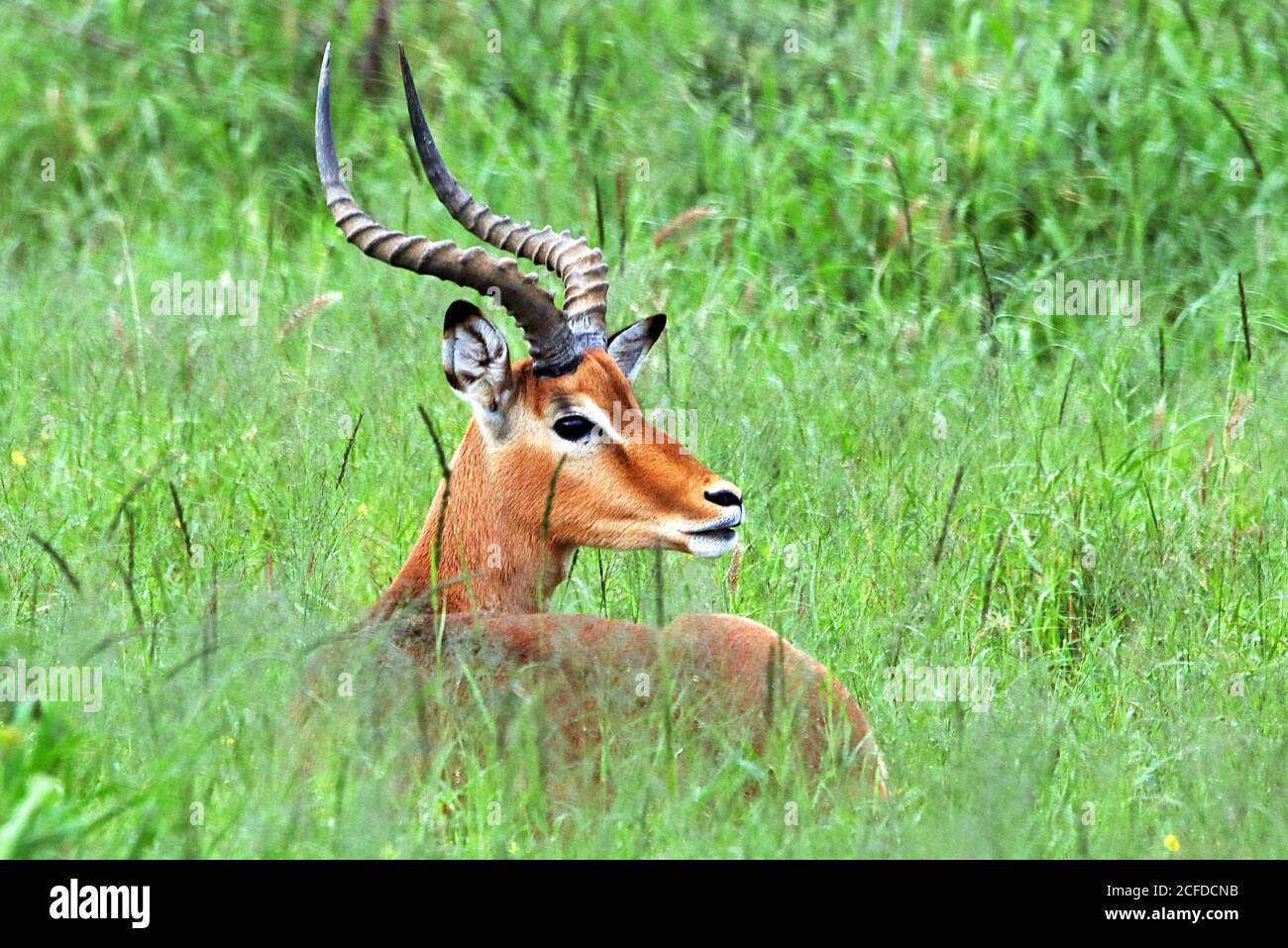A lone wild male Impala (Aepyceros melampus) at Erindi Reserve, Erongo ...