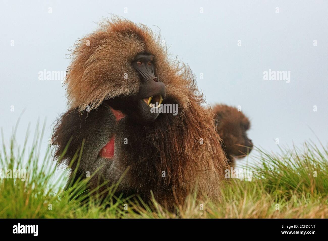 Gelada baboon sitting on lush meadow and eating grass in Ethiopia ...