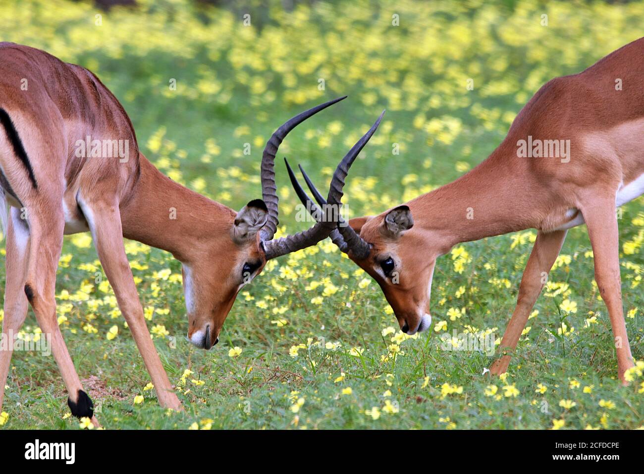 A herd of wild Impala (Aepyceros melampus) at Erindi Reserve, Erongo ...