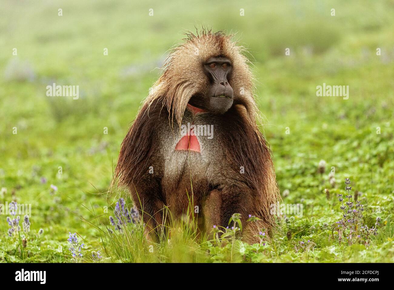 Gelada baboon sitting on lush meadow and eating grass in Ethiopia ...