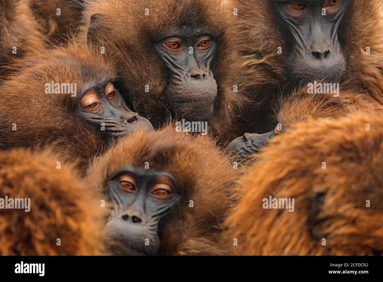Fluffy muzzles dense group gelada baboons crowding natural habitat ...