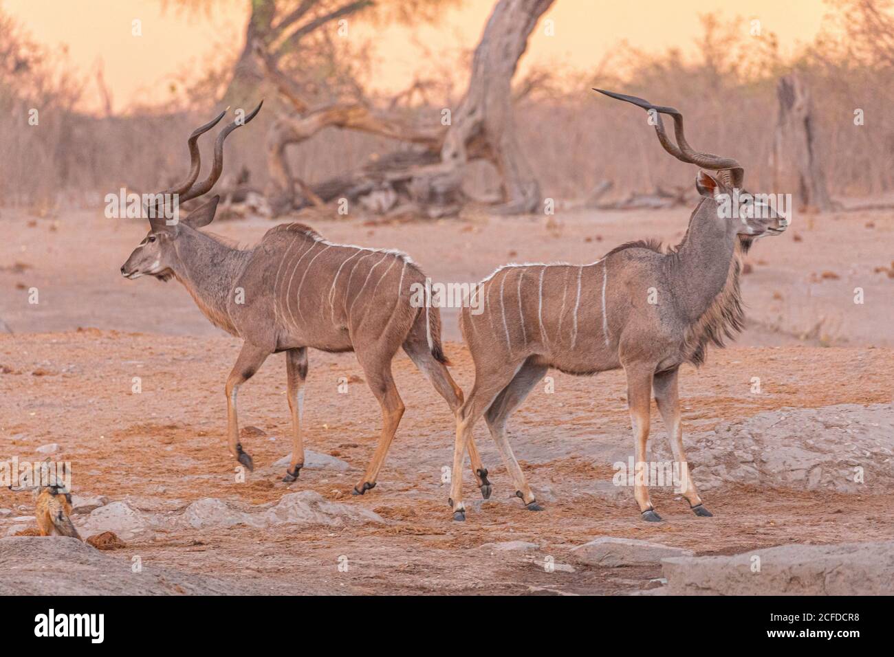 Full length of pair of wild greater kudu animals standing on ground ...