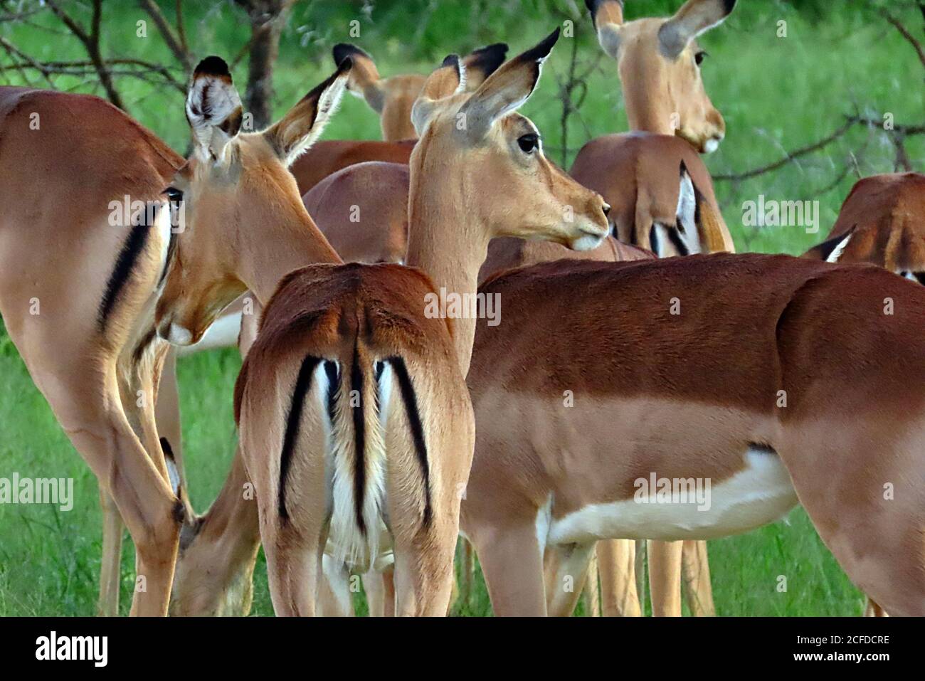 A herd of wild Impala (Aepyceros melampus) at Erindi Reserve, Erongo ...
