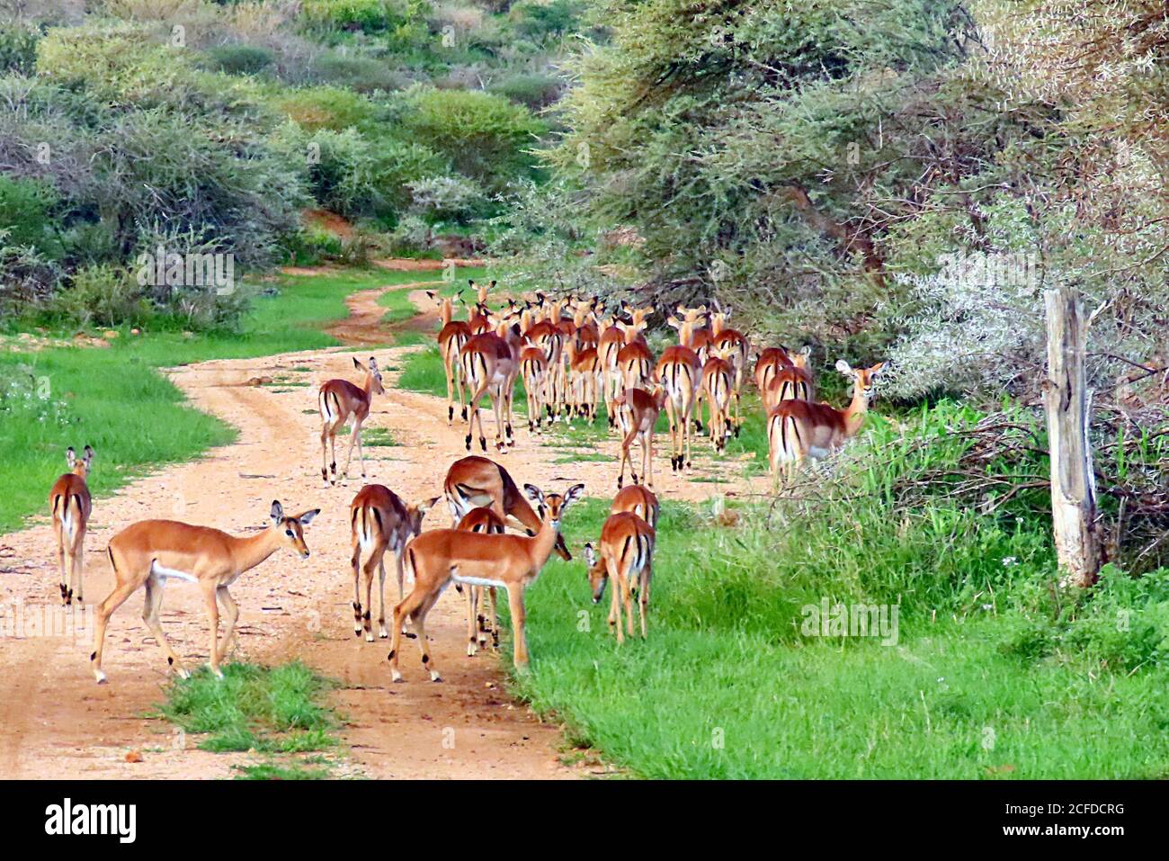 A herd of wild Impala (Aepyceros melampus) at Erindi Reserve, Erongo ...
