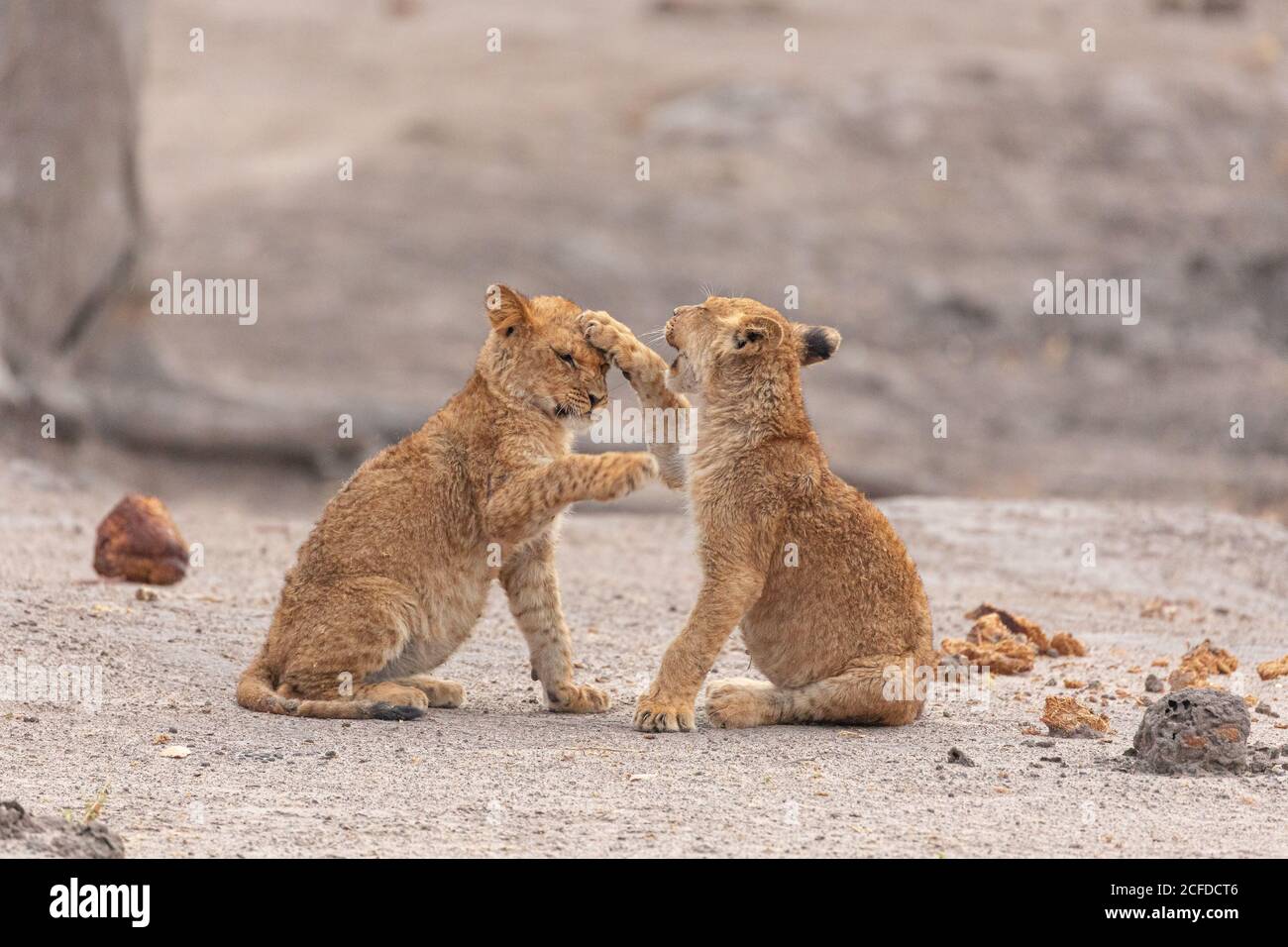 Full length of pair of little wild lion cubs playing together while ...