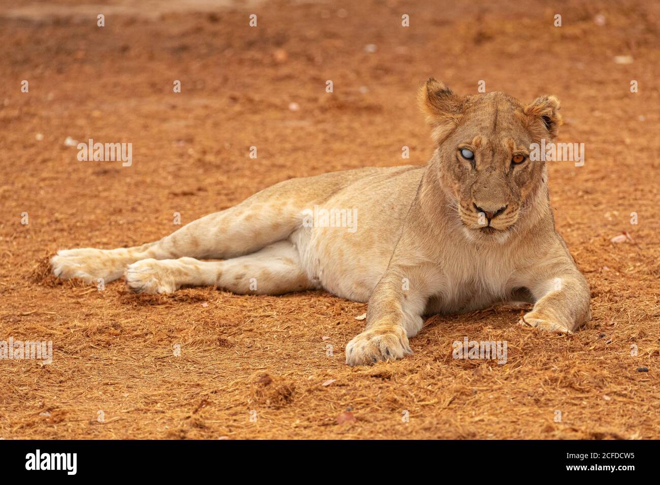 Full body of magnificent wild lioness lying on dry ground and looking ...