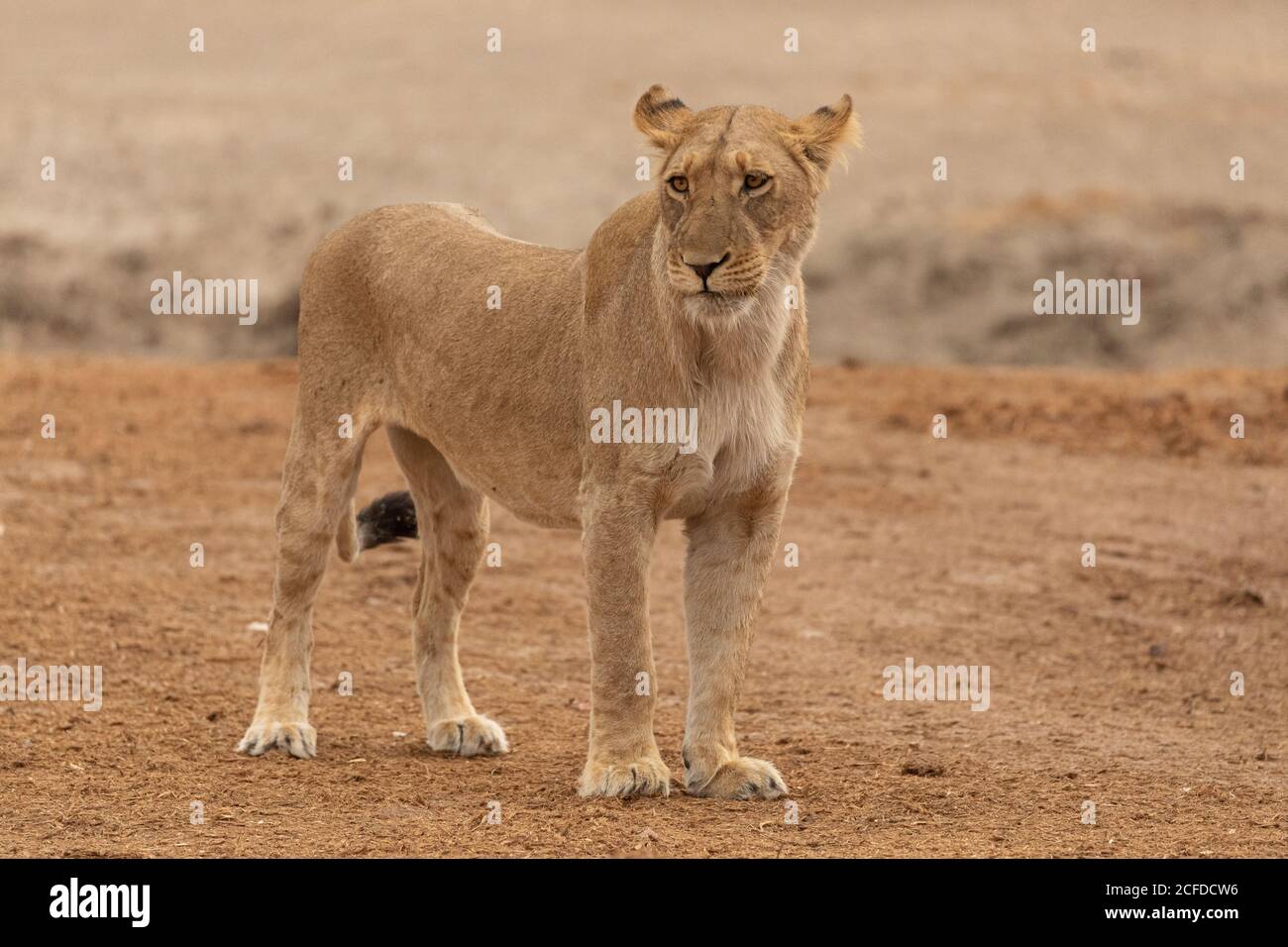 Full body of magnificent wild lioness standing on dry ground and ...