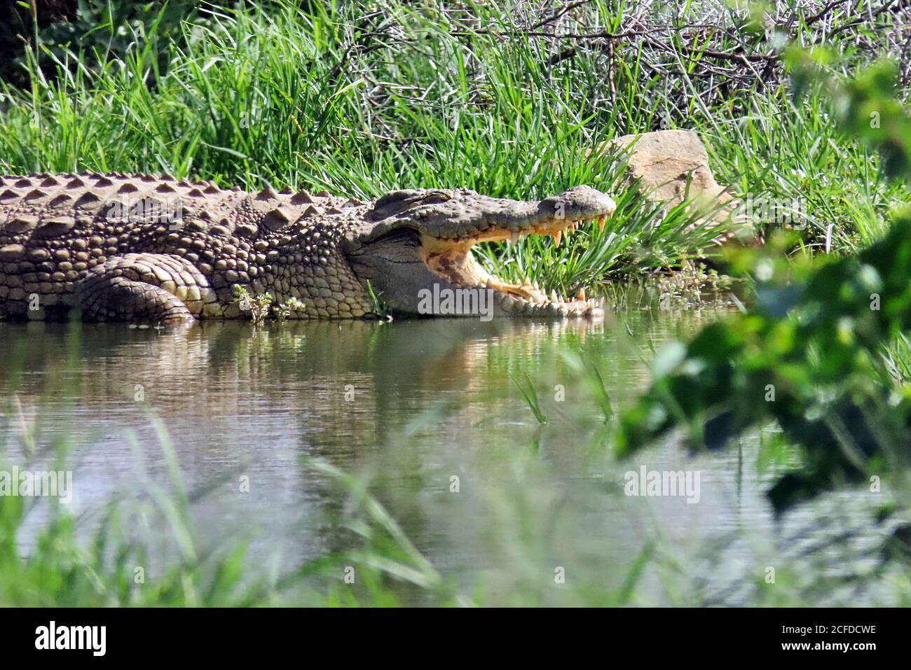 A Nile Crocodile (Crocodylus niloticus) basking on the muddy bank of a ...